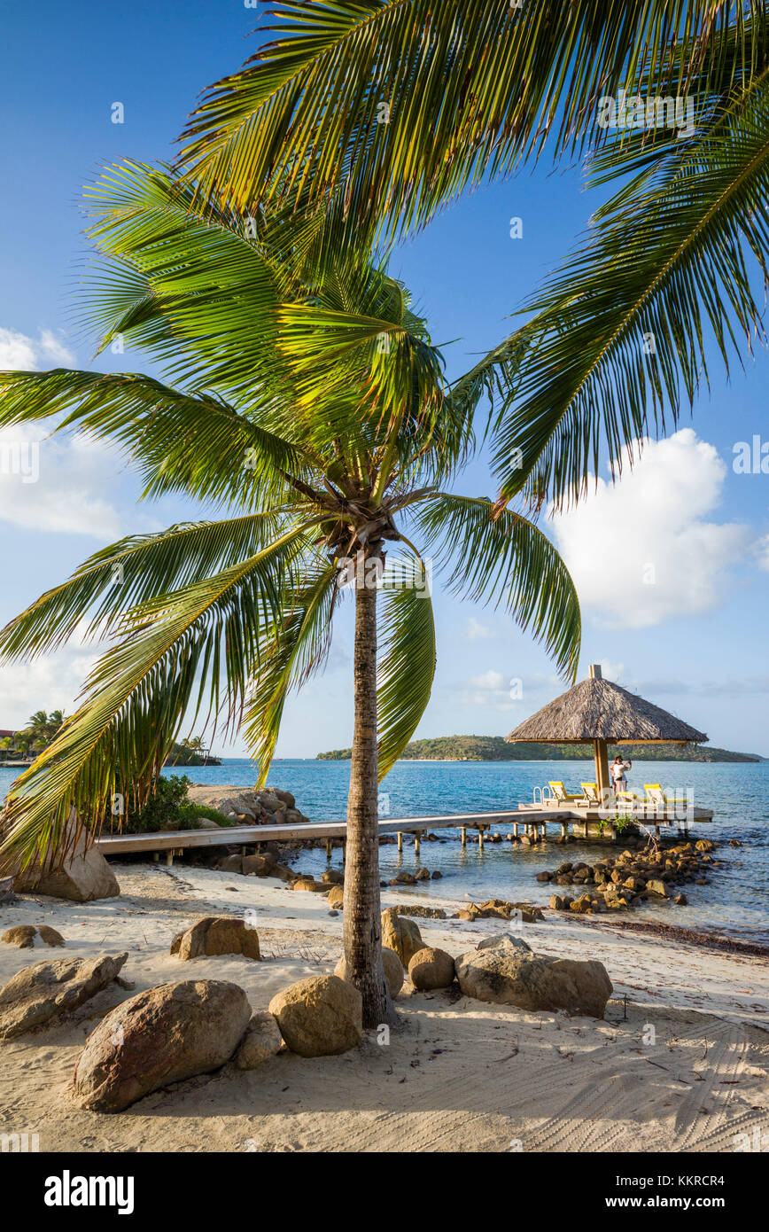 British Virgin Islands, Virgin Gorda, The Bitter End, palm trees Stock ...