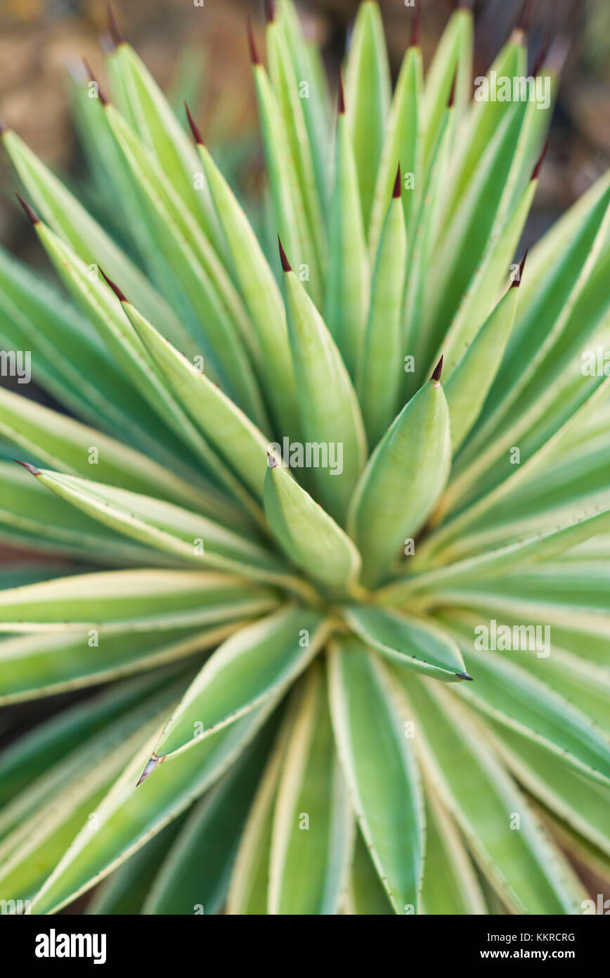 Bvi plants hi-res stock photography and images - Alamy