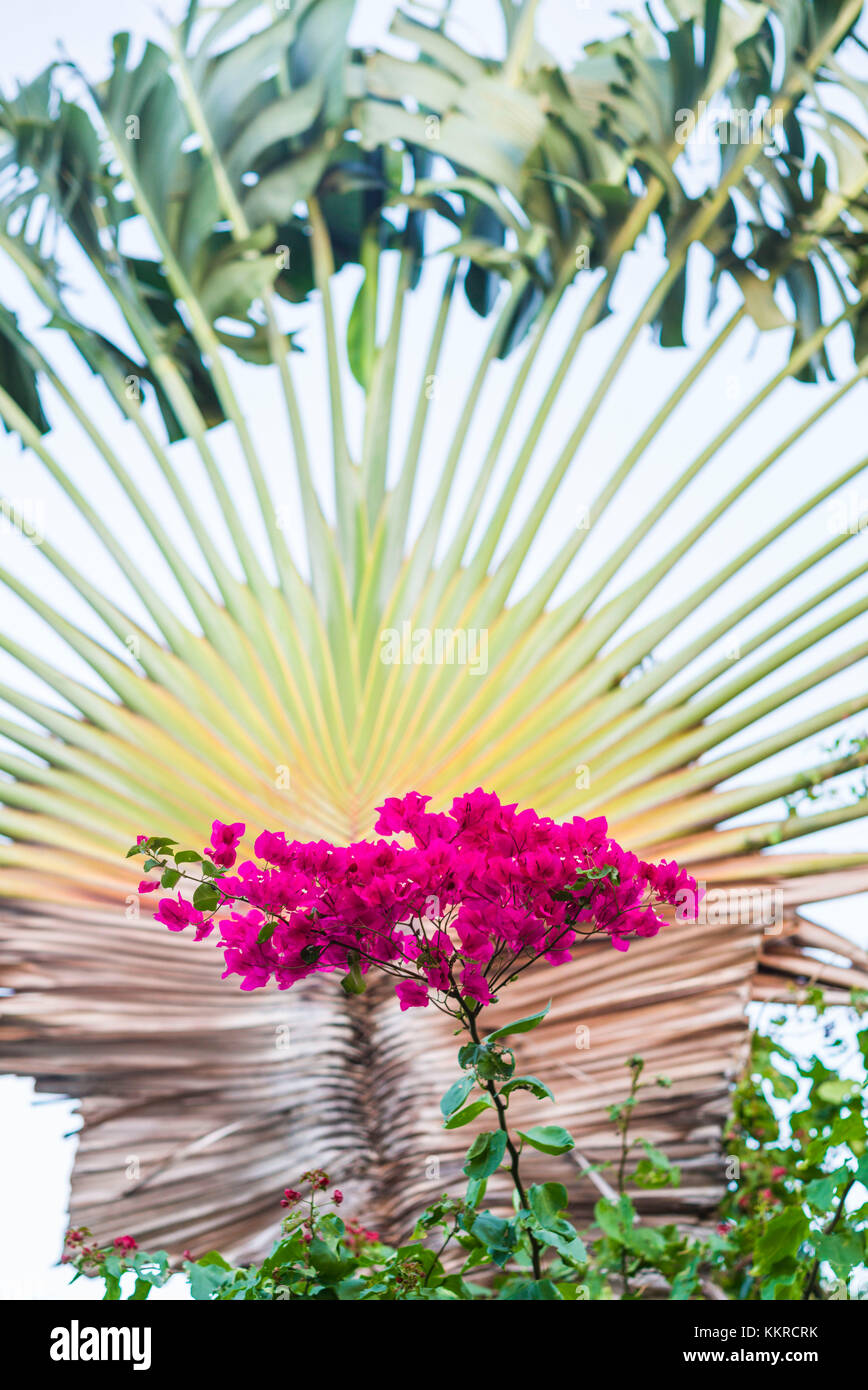 Bvi plants hi-res stock photography and images - Alamy