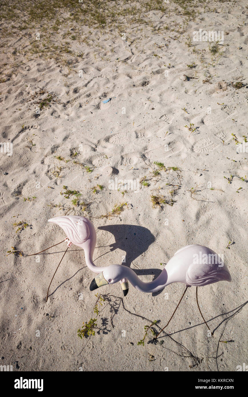 British Virgin Islands, Anegada, Loblolly Bay Beach, pink flamingos ...