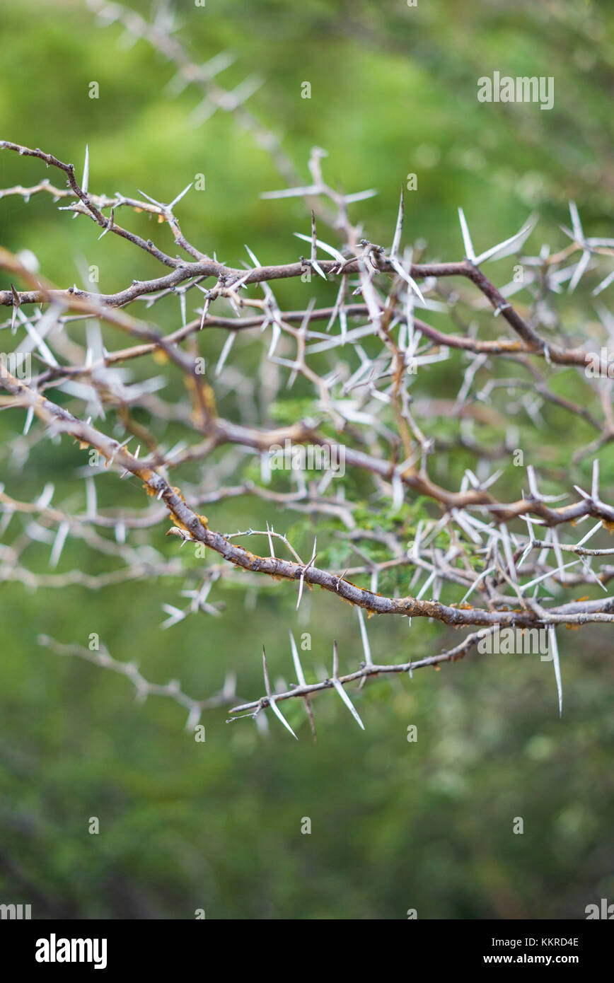 Gustavia tree hi-res stock photography and images - Alamy