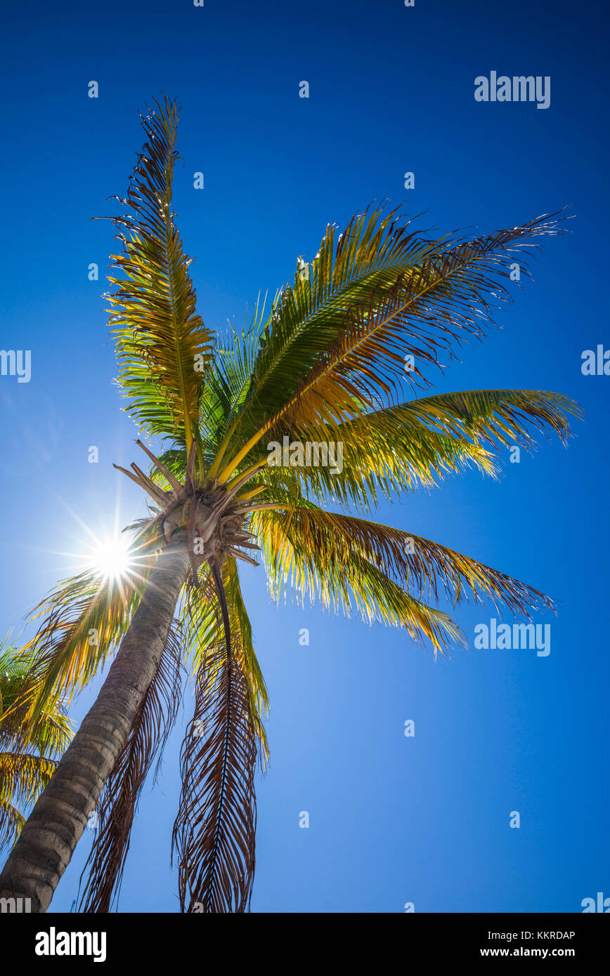 Netherlands, Sint Maarten, Philipsburg, Philipsburg Beach, palm tree ...