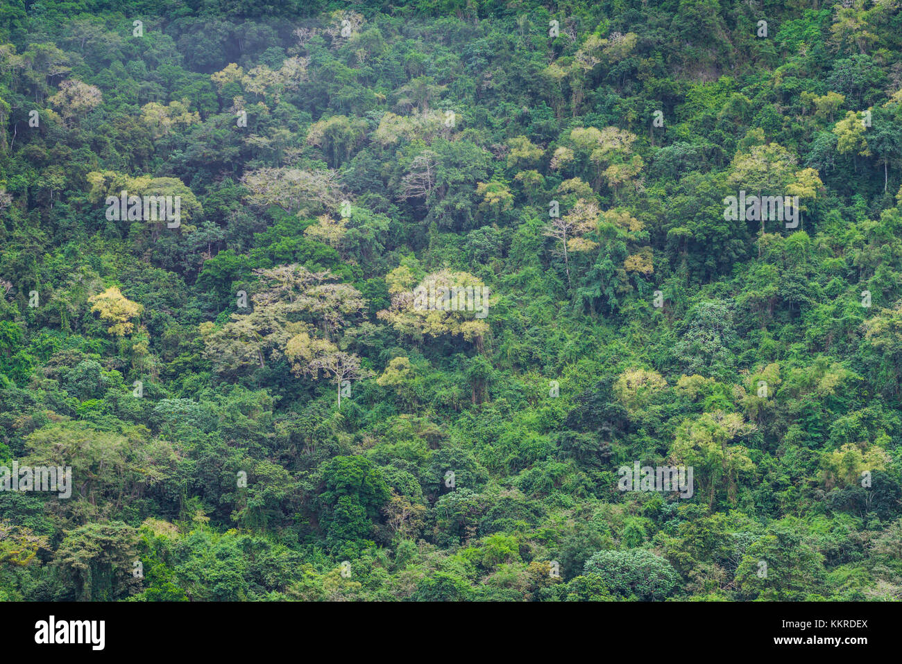 Netherlands, Sint Eustatius, The Quill, dormant volcano, crater ...