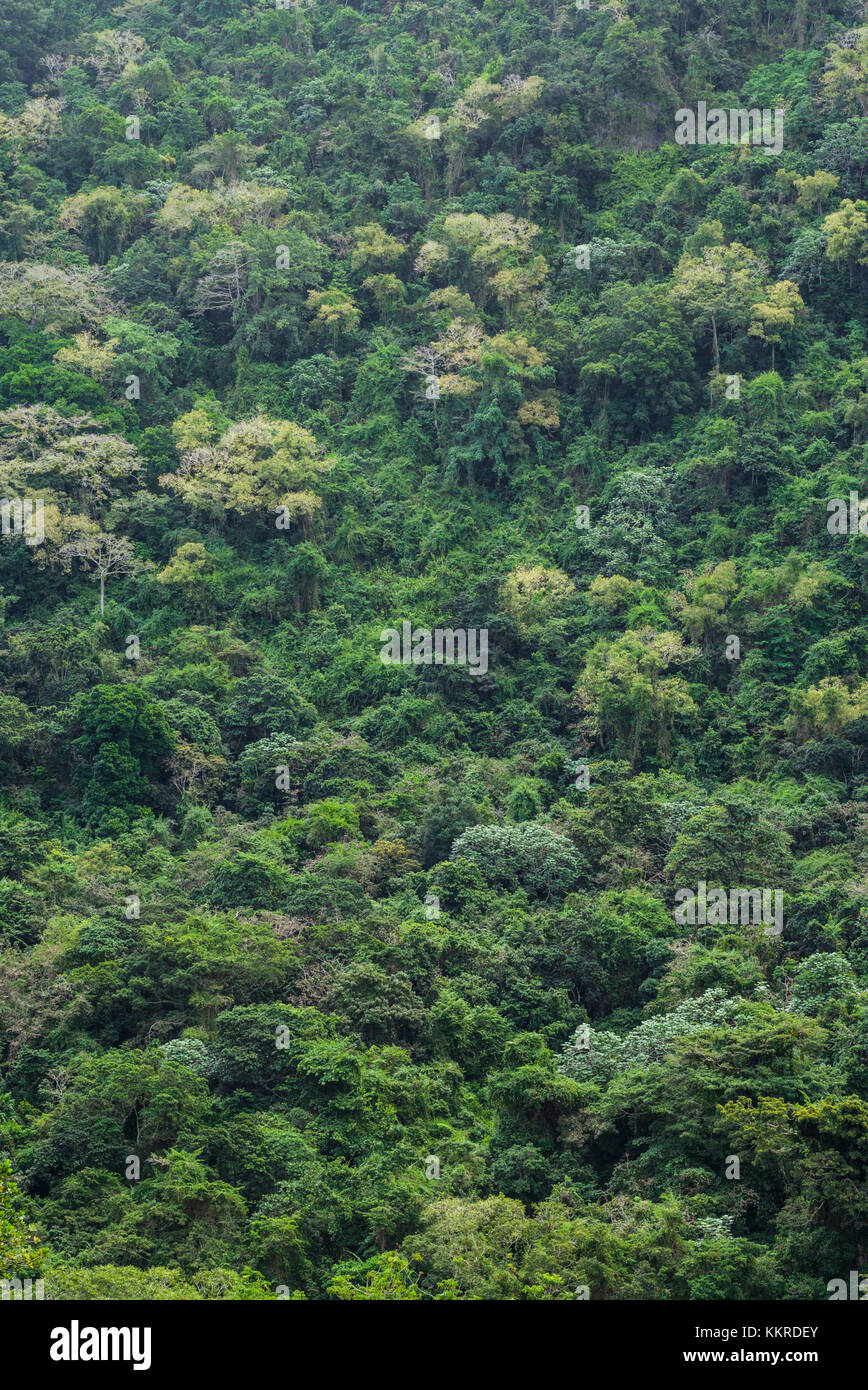 Netherlands, Sint Eustatius, The Quill, dormant volcano, crater ...