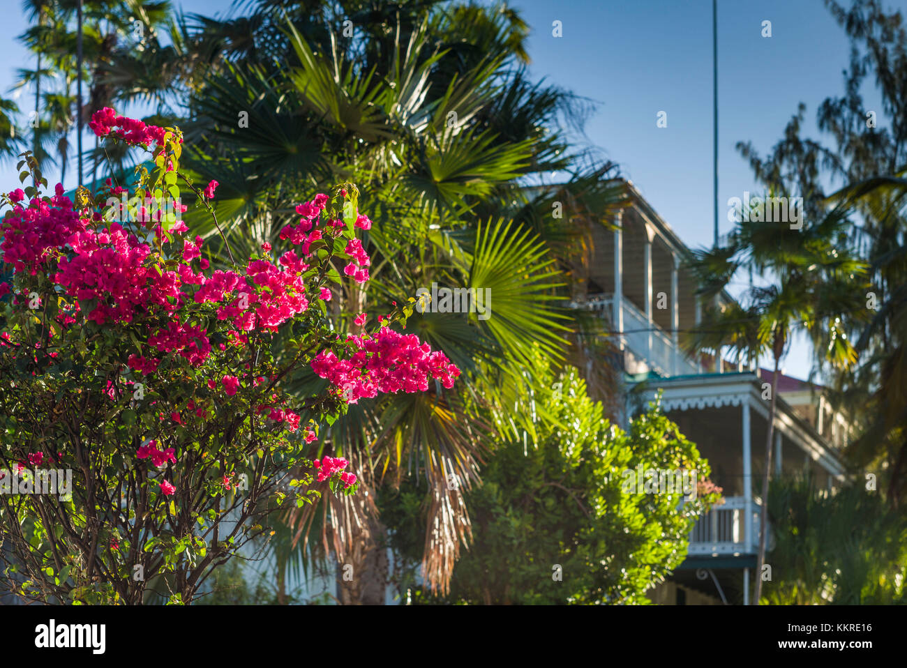 U.S. Virgin Islands, St. Thomas, Charlotte Amalie, Bougainvilla flowers ...