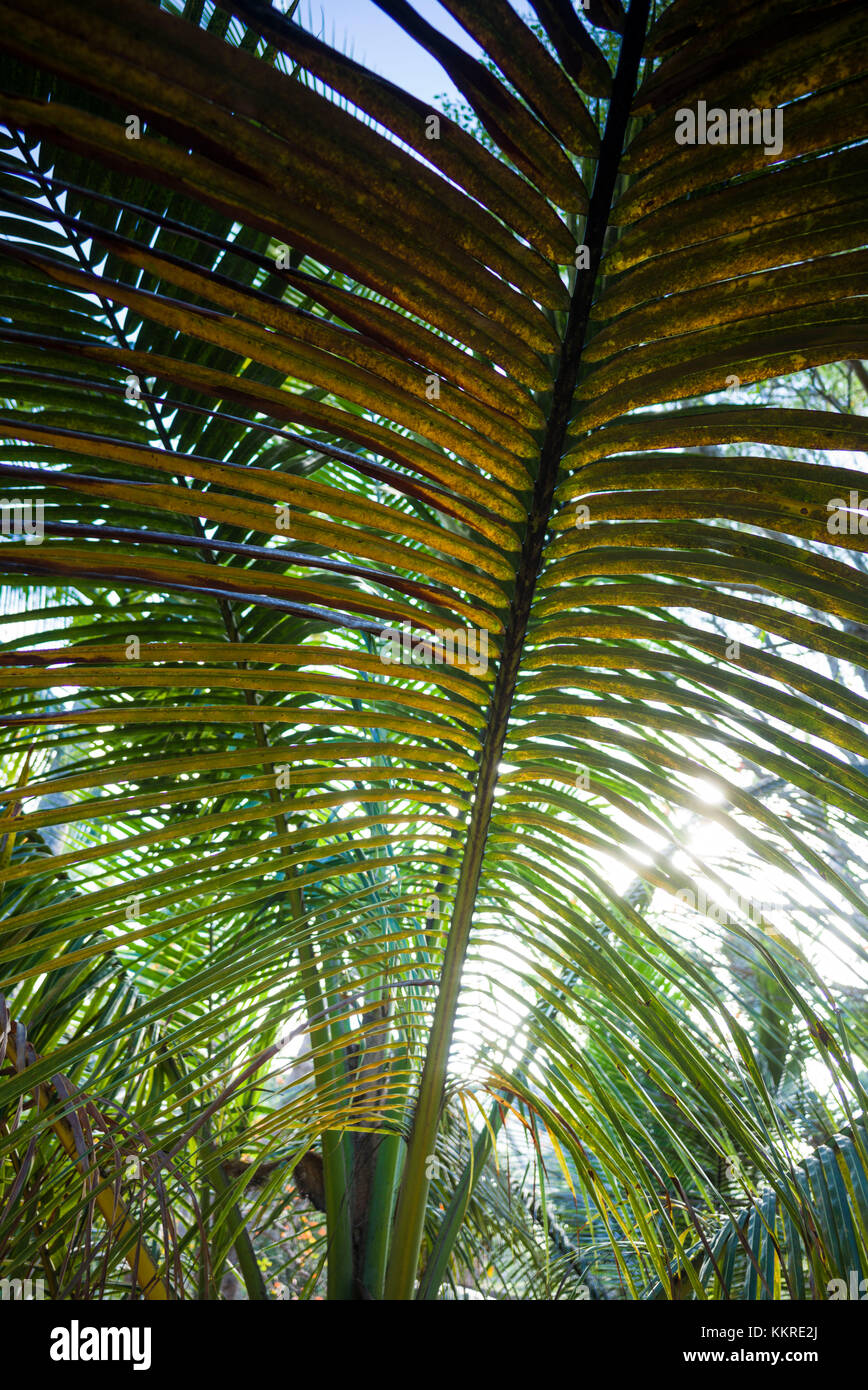U.S. Virgin Islands, St. Thomas, Dorothea, palm trees Stock Photo - Alamy