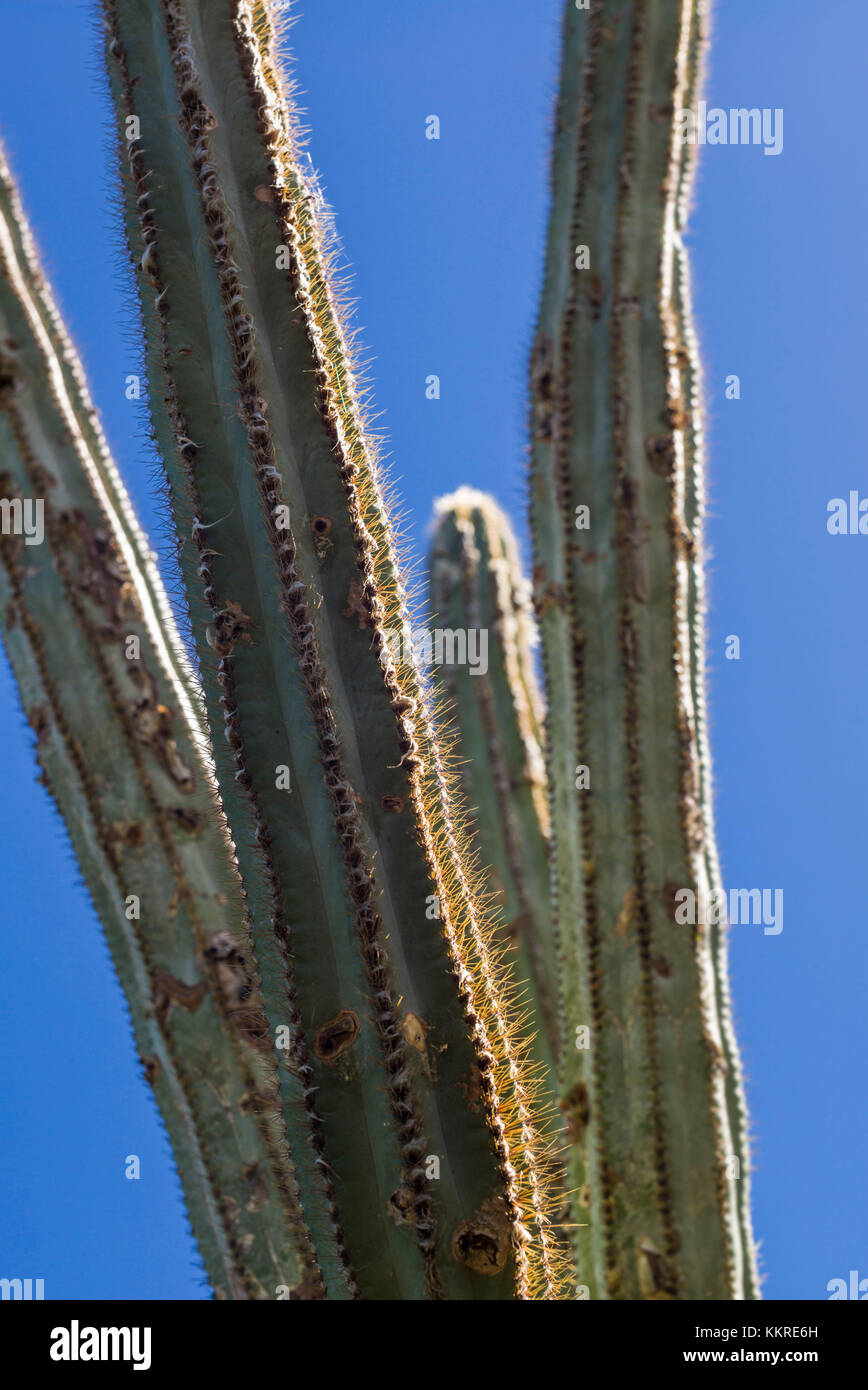 U.S. Virgin Islands, St. John, Hansen Bay, cactus Stock Photo - Alamy