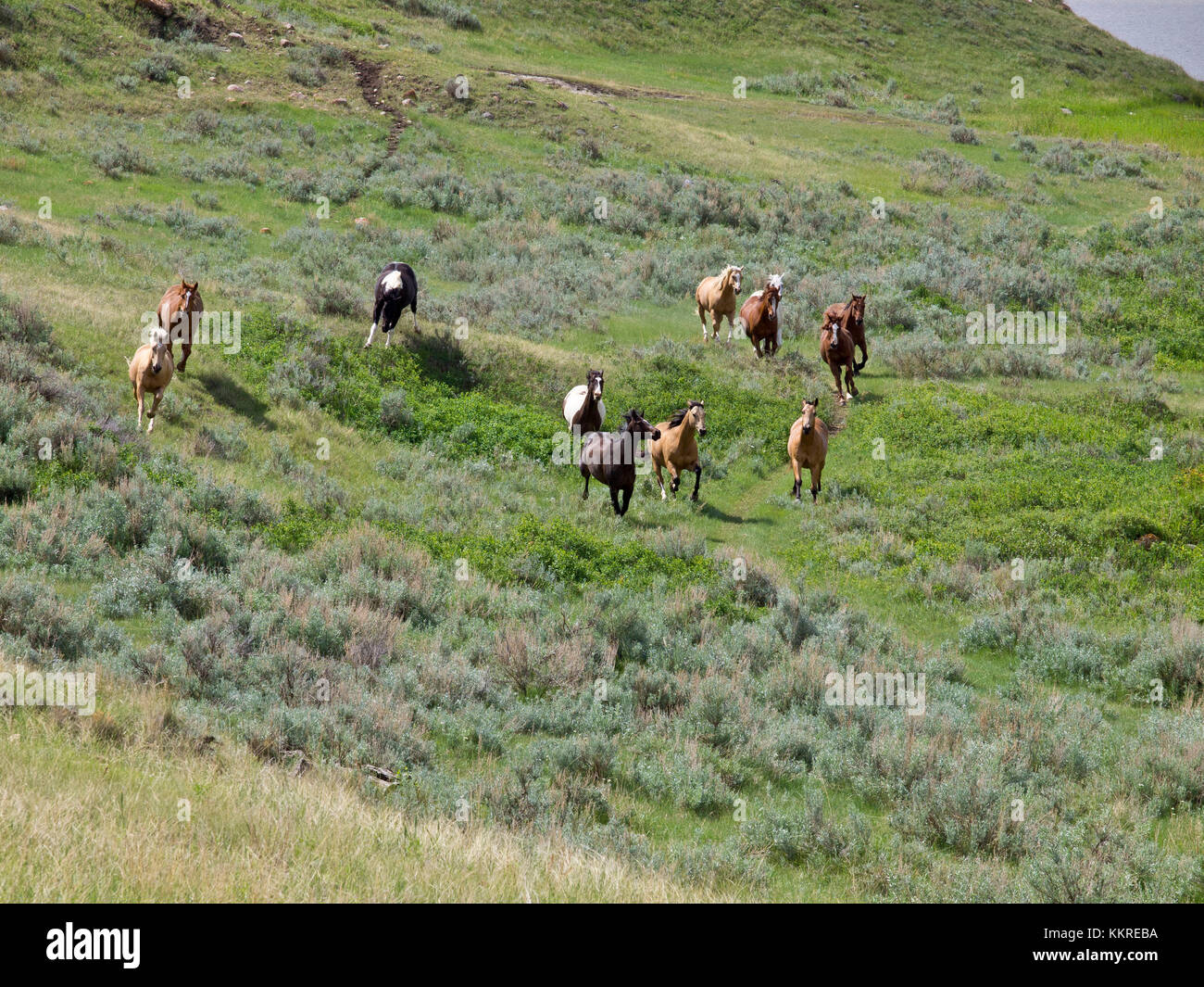 Galloping horses hi-res stock photography and images - Alamy