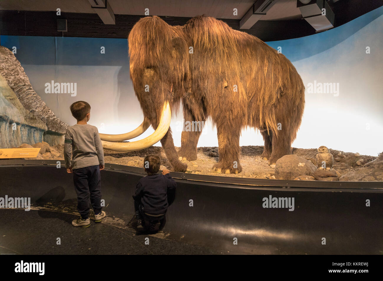 Children look the mammoth from the glass window, Zoological Museum ...