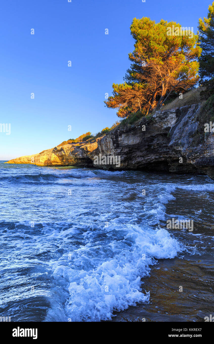 Aleppo pine hi-res stock photography and images - Alamy