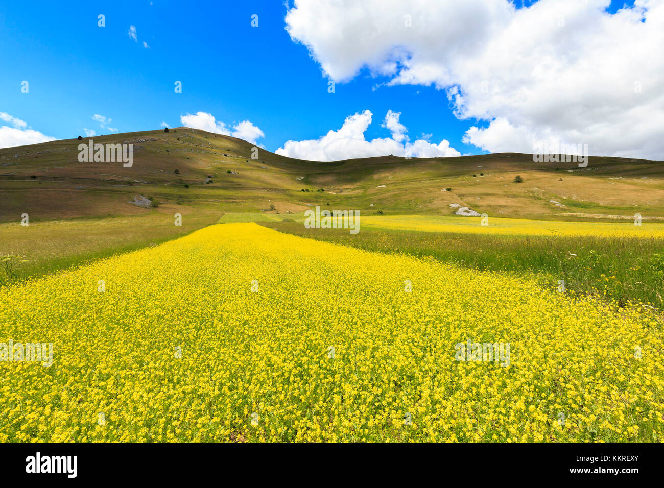 Blossoming of yellow flowers in lentil fields of Santo Stefano di ...