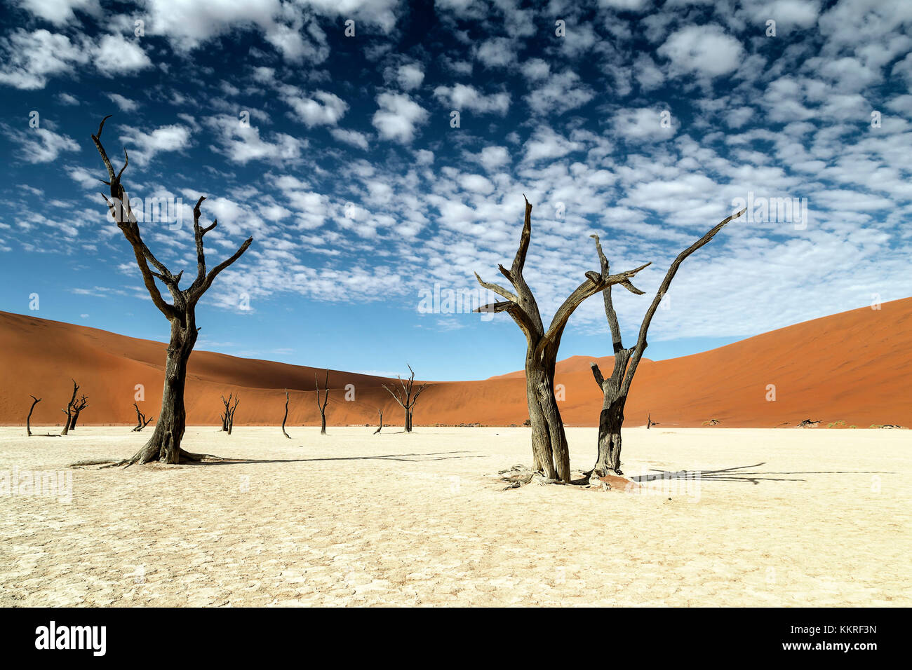 trees of Namibia, namib-naukluft national park, Namibia, africa Stock ...