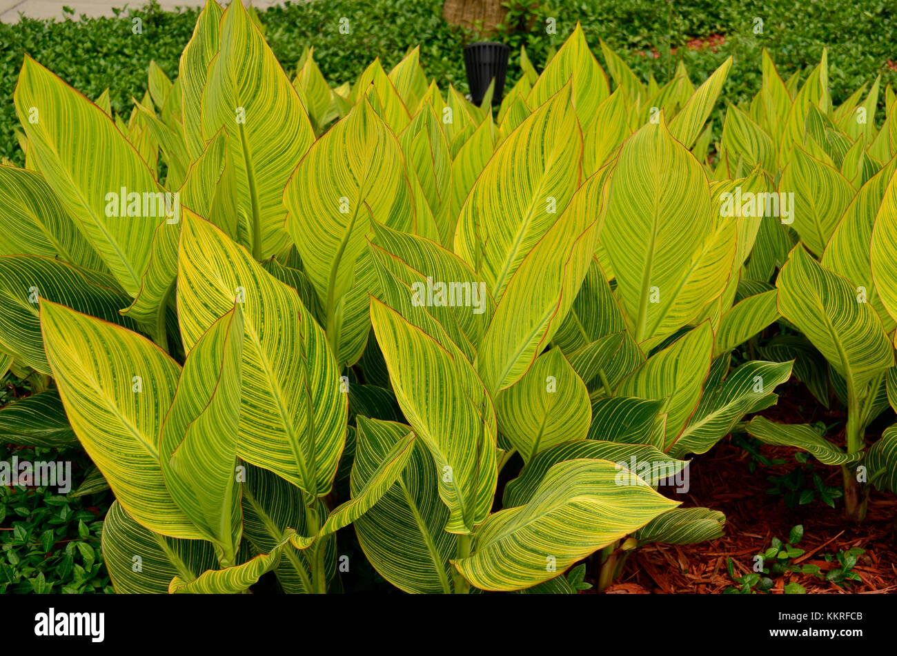 Decorative greenery here in a shopping centre in the Eastern United ...