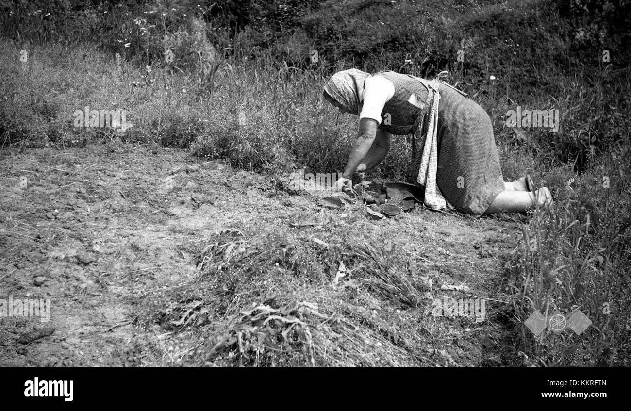 A historical photograph from 1963 showing carrot weeding at Skomarje ...