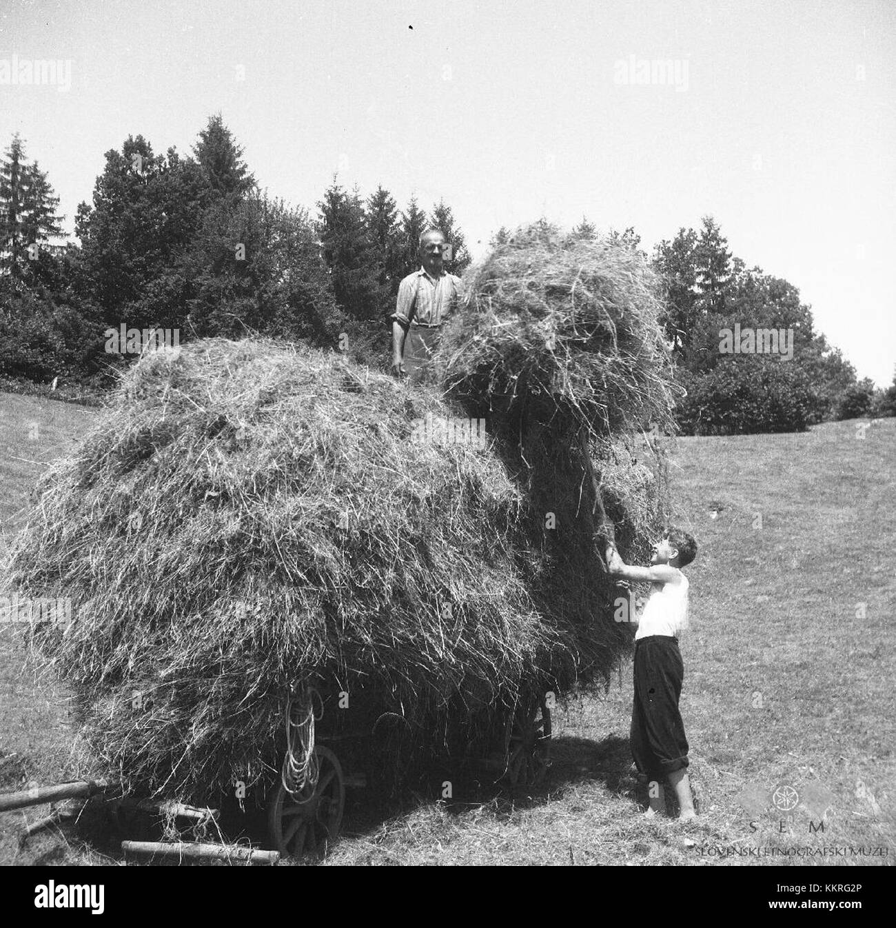 The photograph depicts the traditional haymaking activity at Opaldarju ...