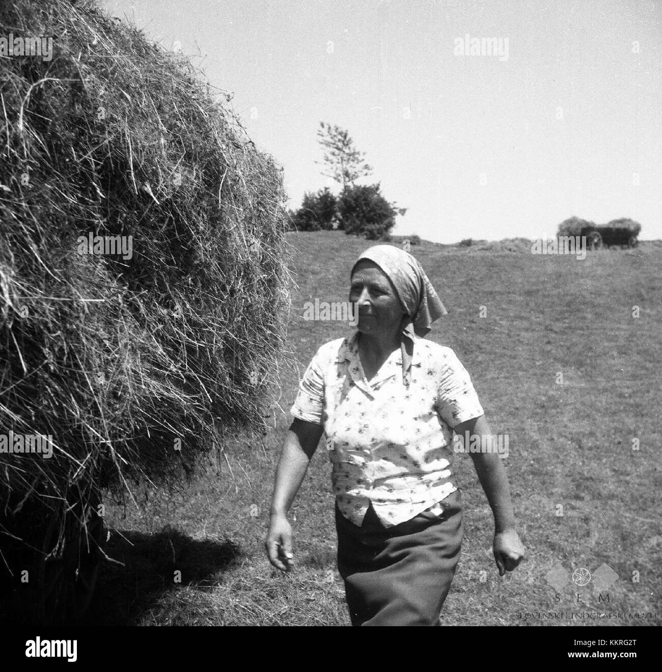 This image from 1964 captures the traditional haymaking process in the ...