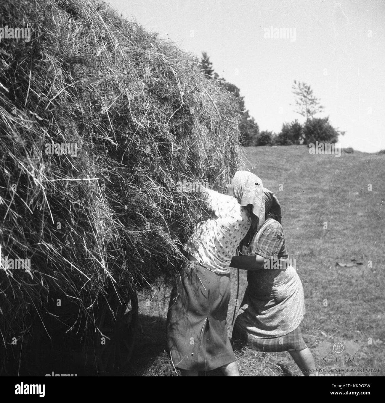 The image depicts the traditional haymaking process at Opaldarju in ...