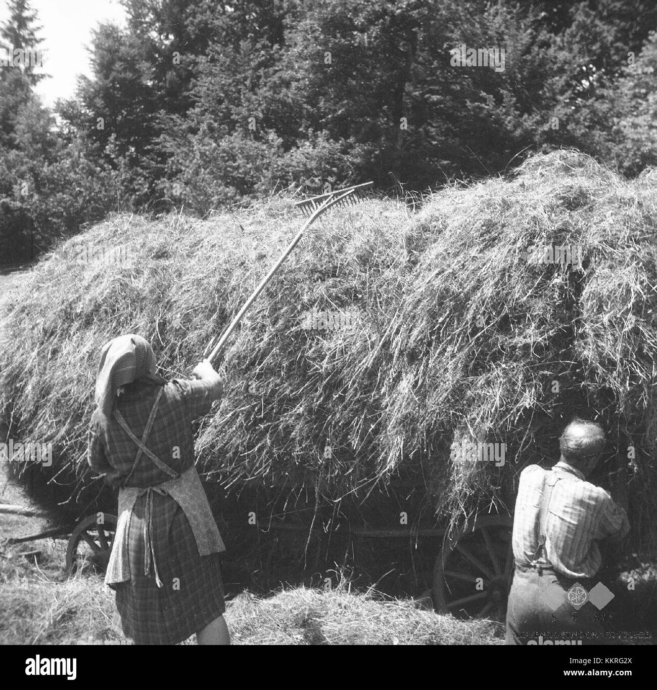 This photograph from 1964 shows a scene of hay gathering at Opaldarju ...