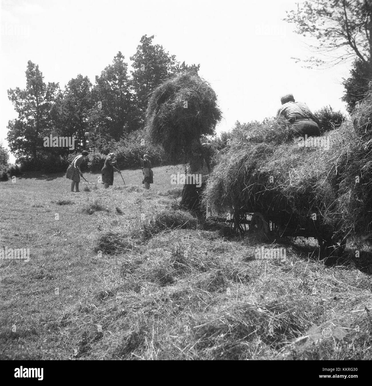 A photograph from 1964 depicting the process of haymaking near ...