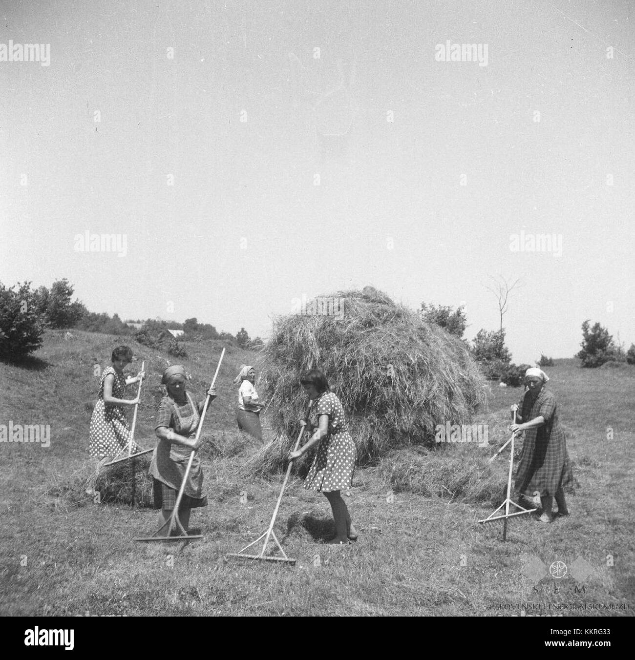 A photograph from 1964 showing the process of haymaking at Opaldar ...