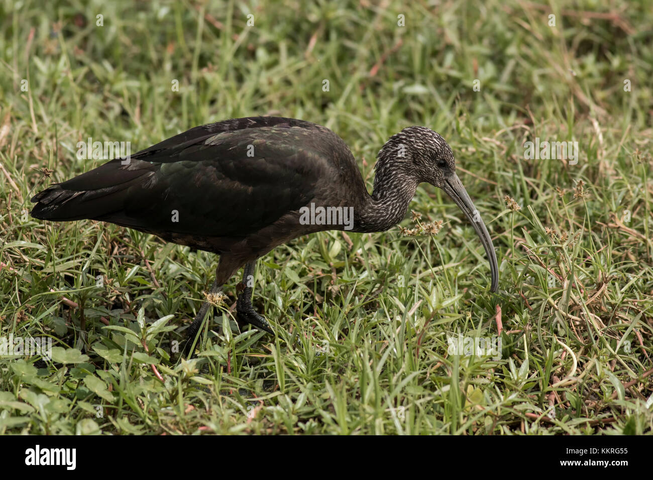Glossy ibis ibis hi-res stock photography and images - Alamy
