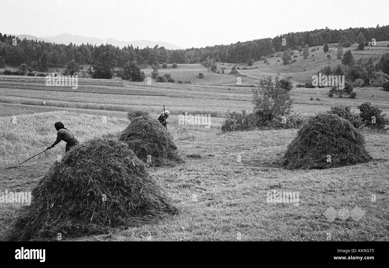 A photograph from 1964 showing the haymaking process at Opaldarju, Male ...