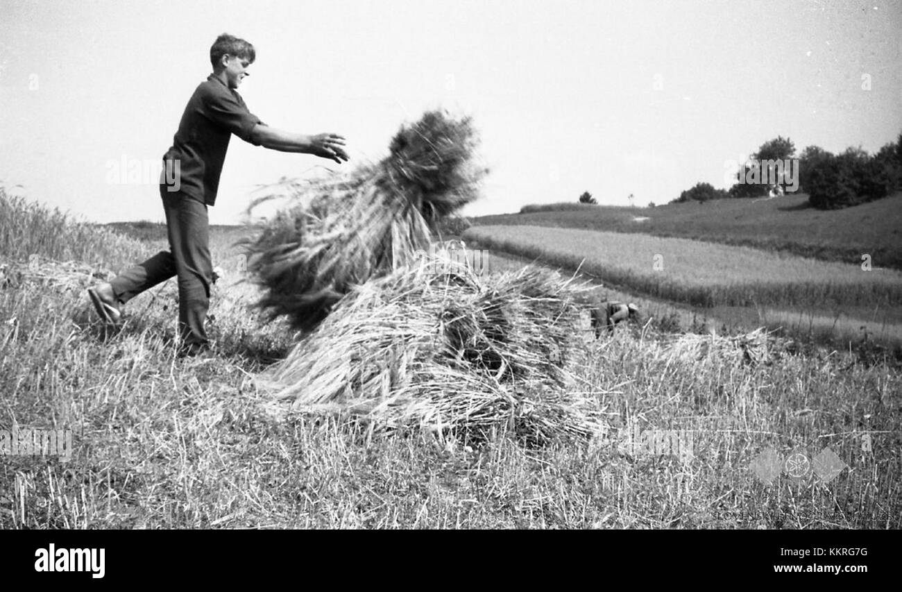 This photograph from 1964 depicts the traditional practice of bundling ...