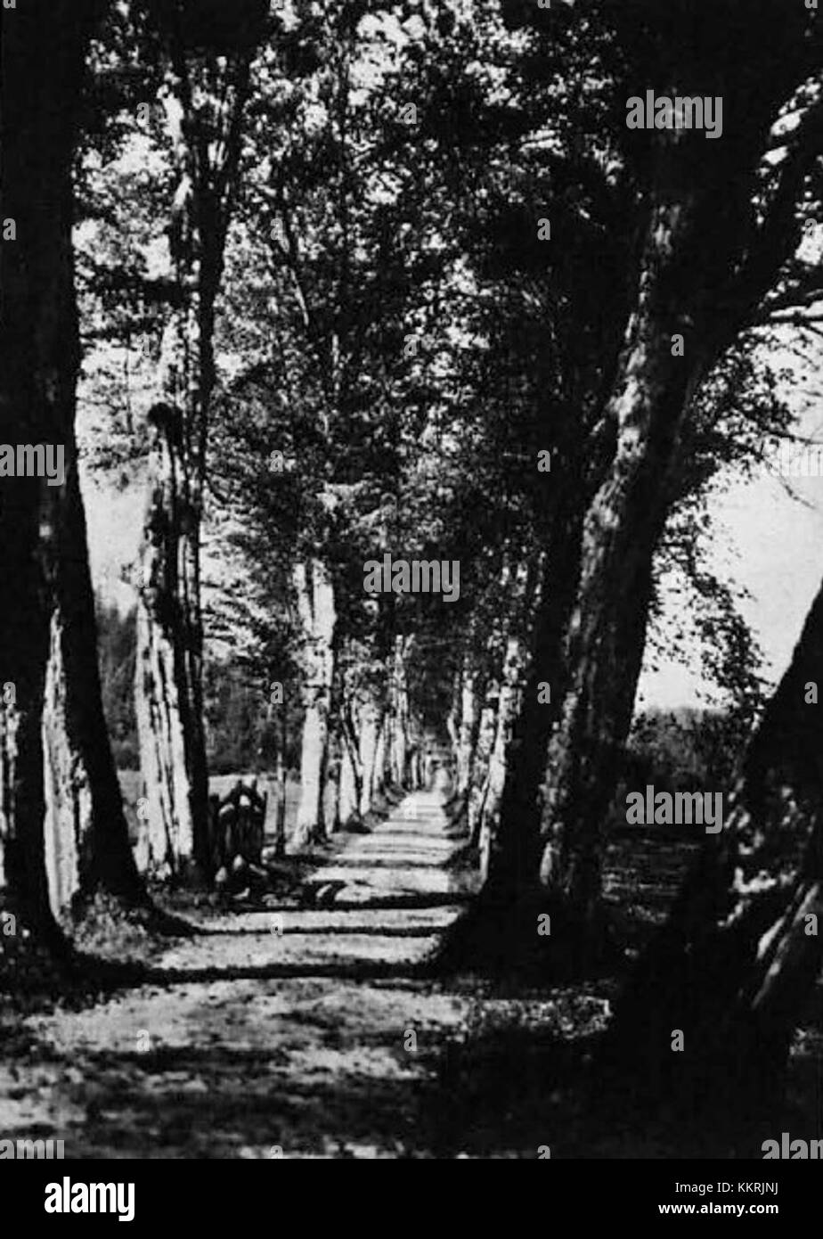 For avenue planting Black and White Stock Photos & Images - Alamy