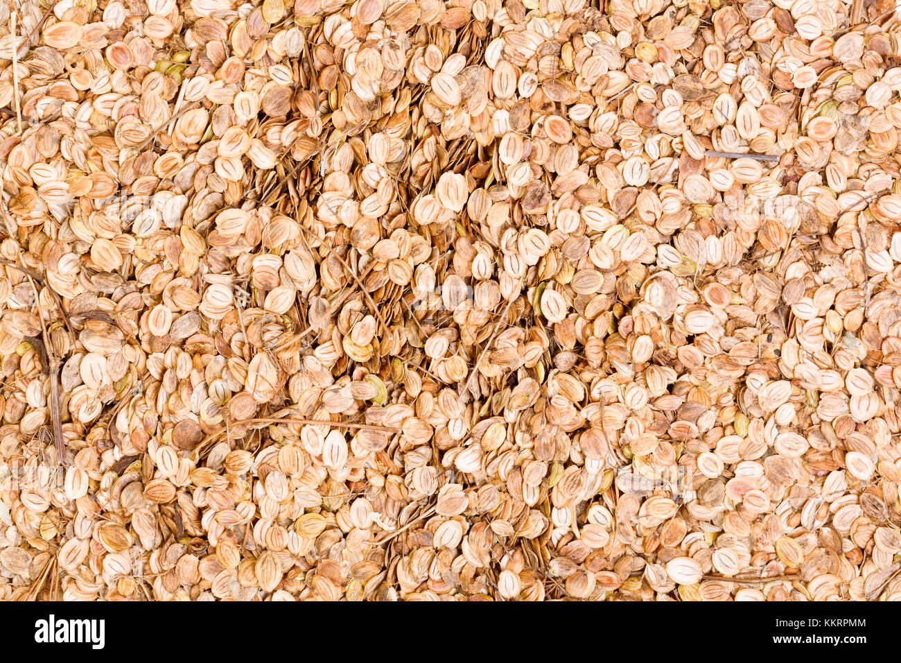 Texture from Parsnip seeds Stock Photo - Alamy