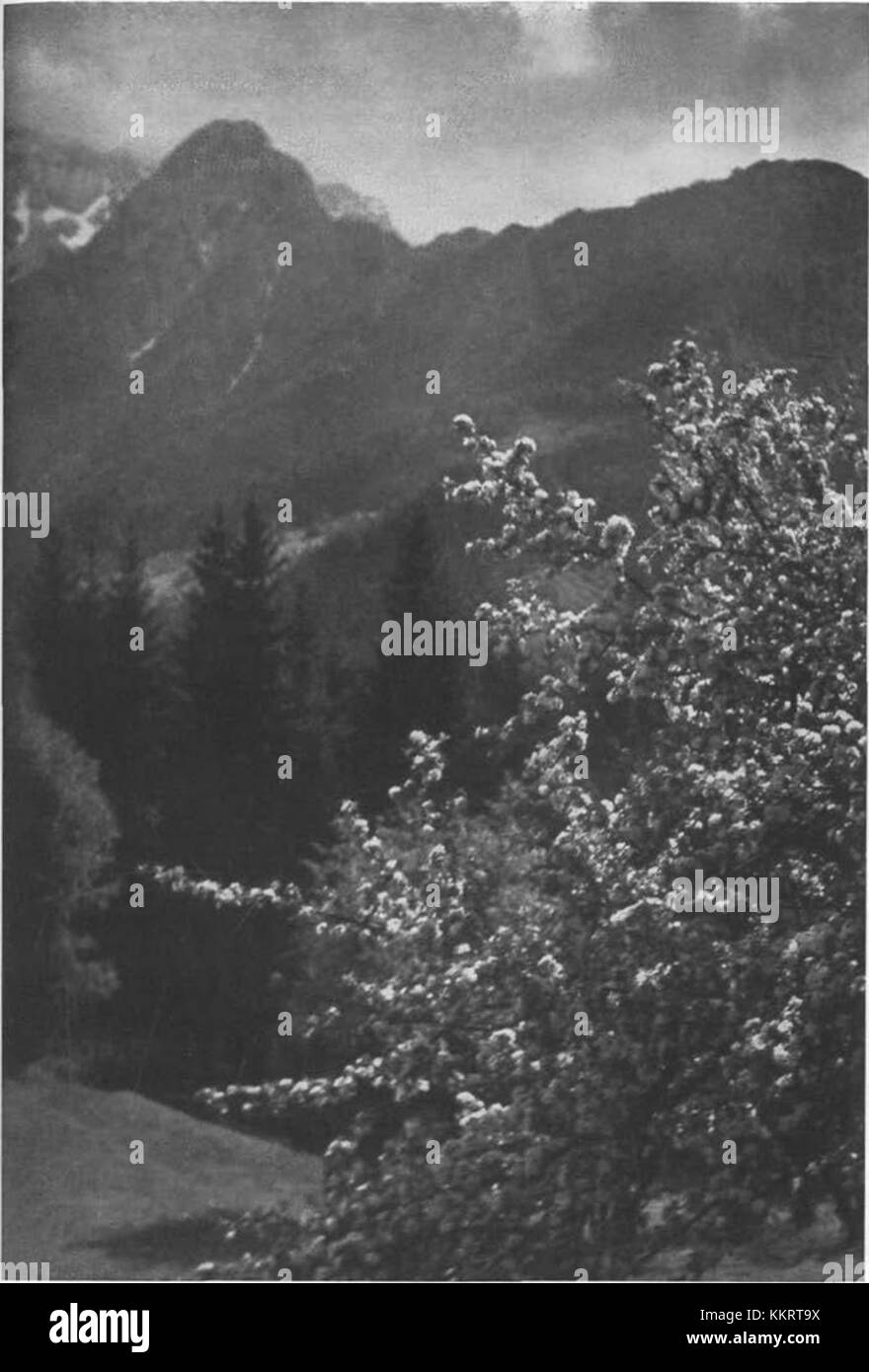 Cvetje v gorah 1935 is a historical photograph depicting a Slovenian ...