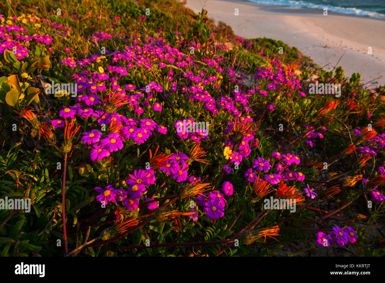 Wildflowers, Pearl Bay, Yzerfontein, Western Cape province, South ...