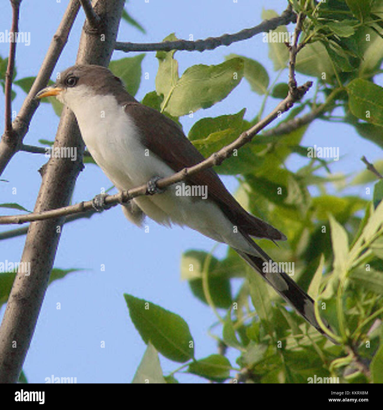 Jhj hi-res stock photography and images - Alamy