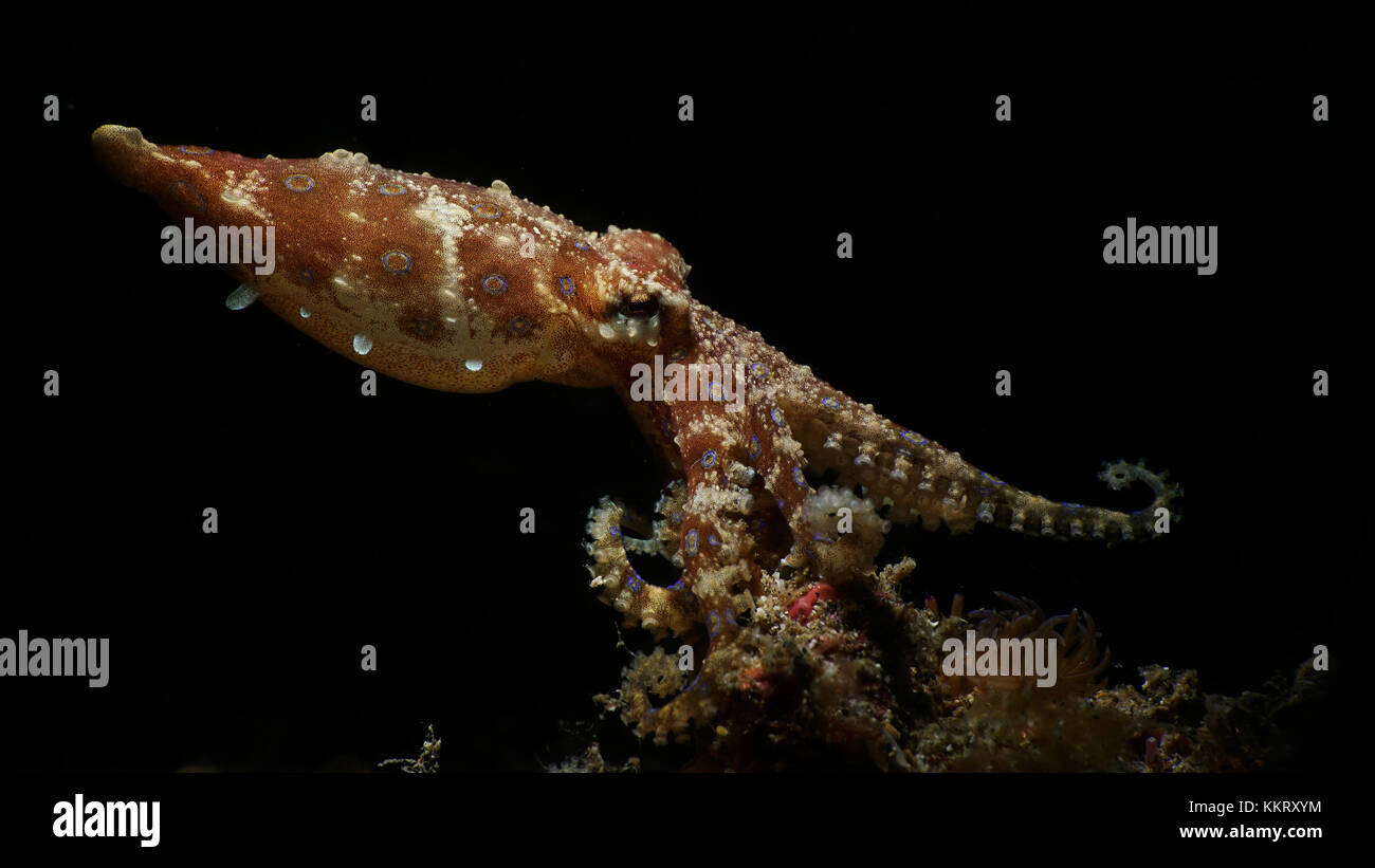 Blue Ringed Octopus Stock Photo - Alamy