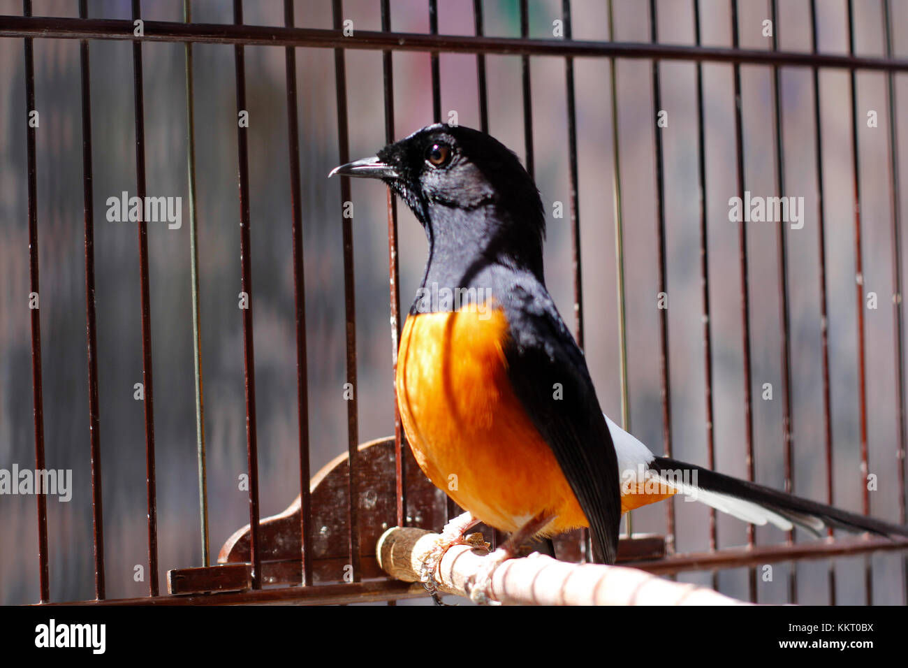 fighter bird or in asia called is a murai batu Stock Photo - Alamy