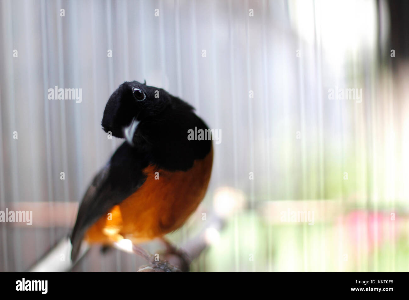 fighter bird or in asia called is a murai batu Stock Photo - Alamy