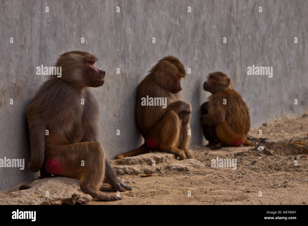 3 monkeys thinking Stock Photo - Alamy