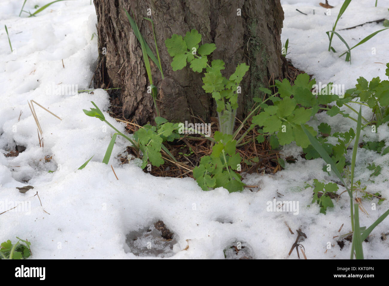 Greater celandine roots chelidonium majus hi-res stock photography and ...
