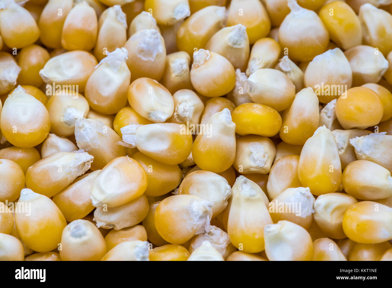 Popcorn Seeds, Studio Macro Shot Stock Photo - Alamy