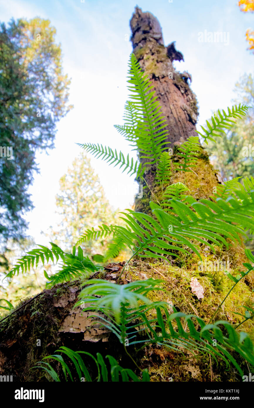 Ferns and Moss Growing from Log Stock Photo - Alamy