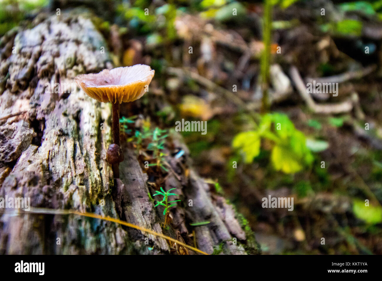 Log in a forest hi-res stock photography and images - Alamy