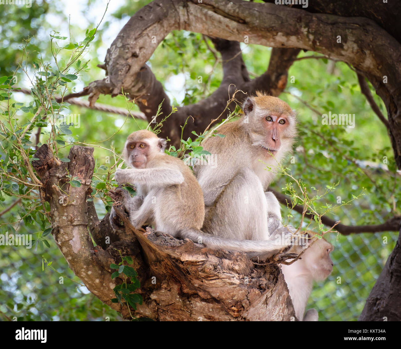 Monkey sitting on a tree happily in the tropical jungle of Thailand ...