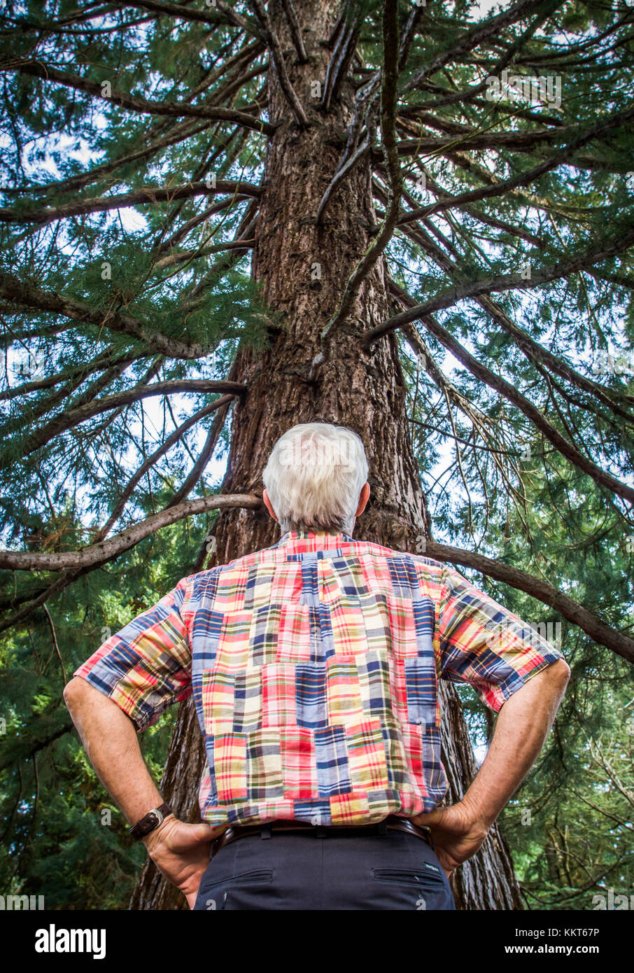 A gray haired man looking up at a large tree with his hands on his hips ...