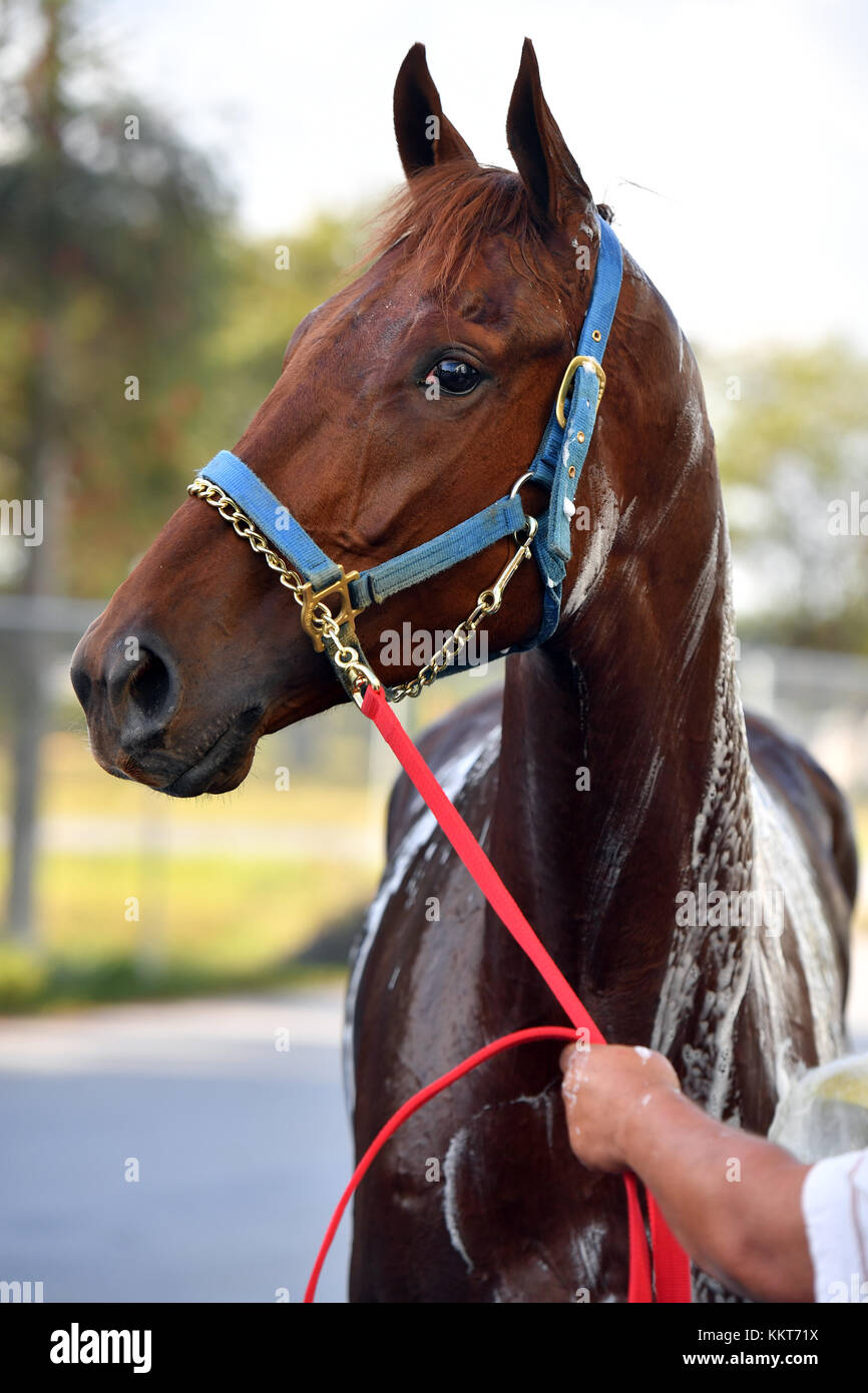 HALLANDALE, FL - APRIL 15: (EXCLUSIVE COVERAGE) Trainer Antonio Sano ...