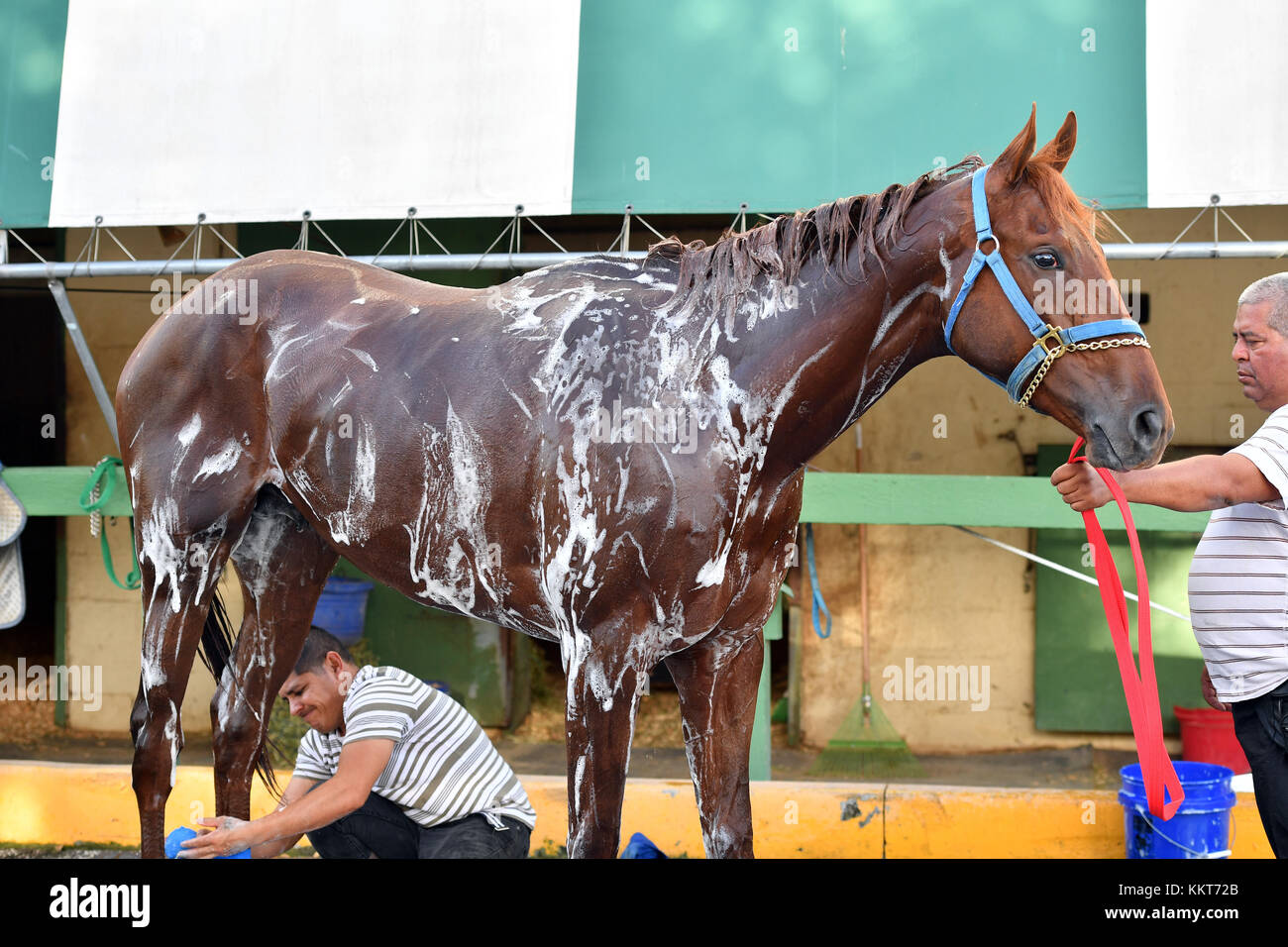 HALLANDALE, FL - APRIL 15: (EXCLUSIVE COVERAGE) Trainer Antonio Sano ...