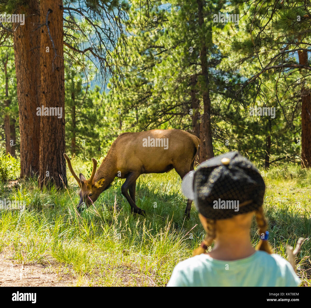Young elk grazing in the woods of the Rocky Mountain National Park; a ...