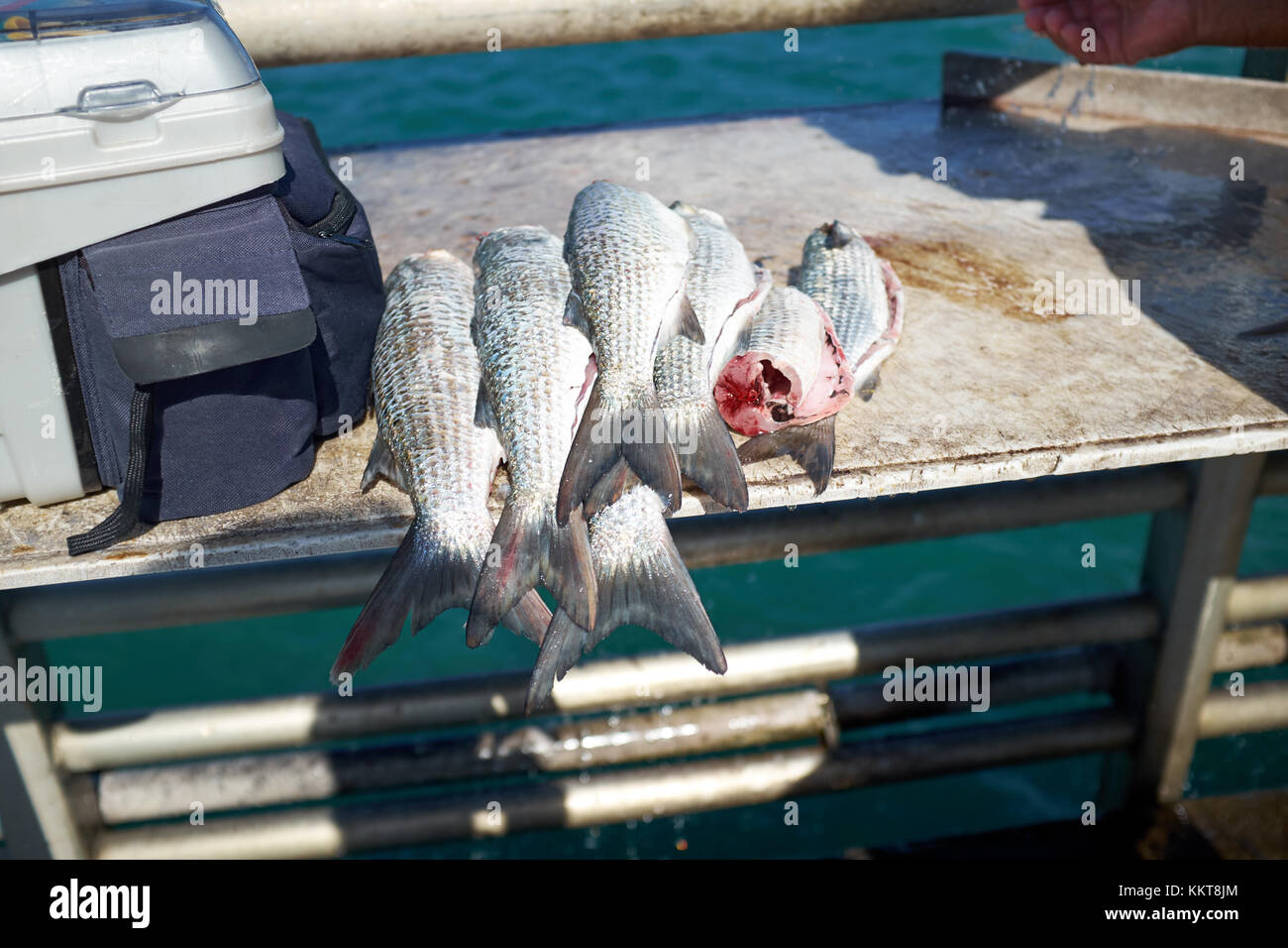 Freshly caught cleaned and gutted fish lying in a heap on a table on ...