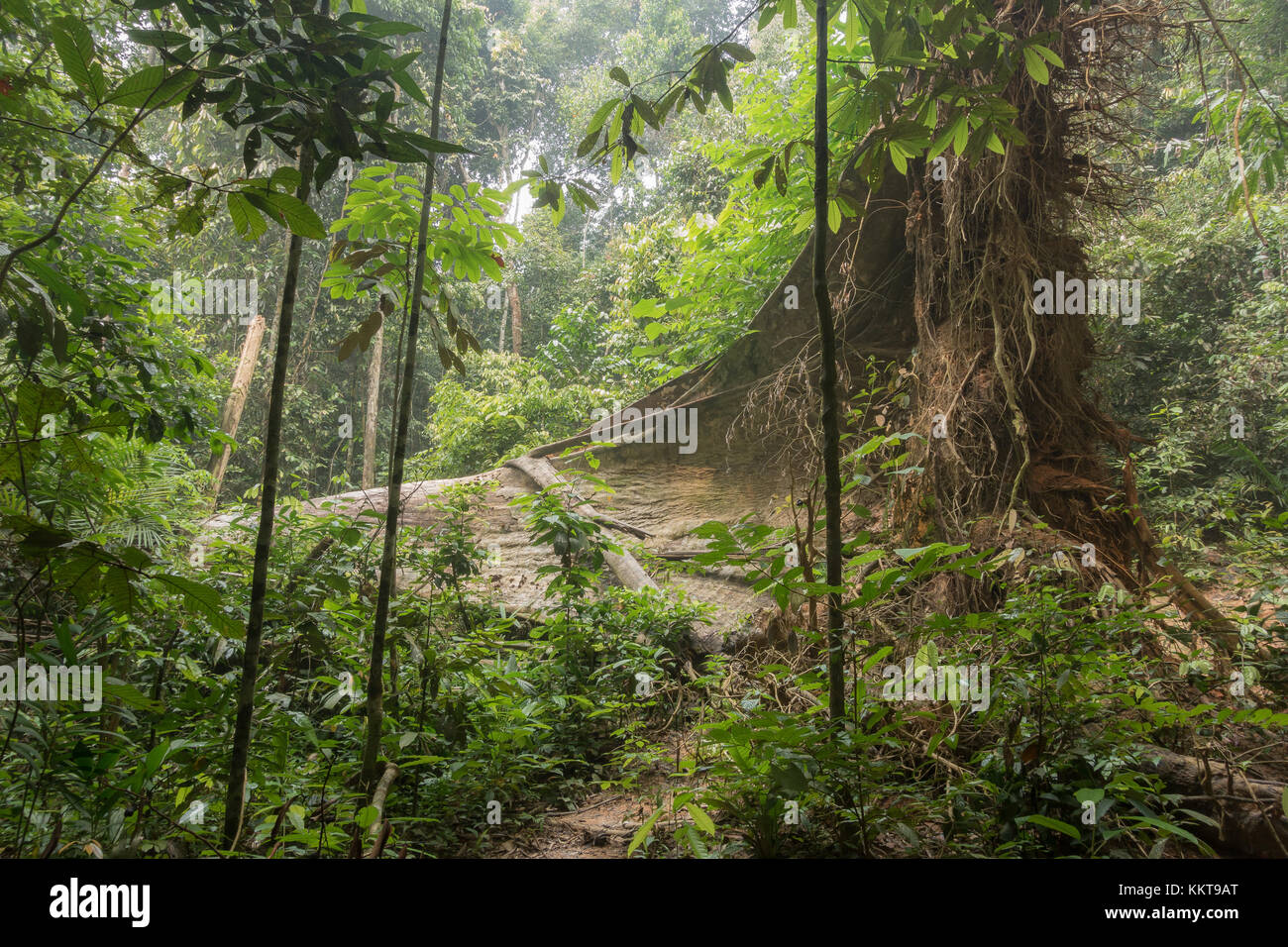 Giant uprooted tree in Taman Negara National Park, an ancient forest in ...