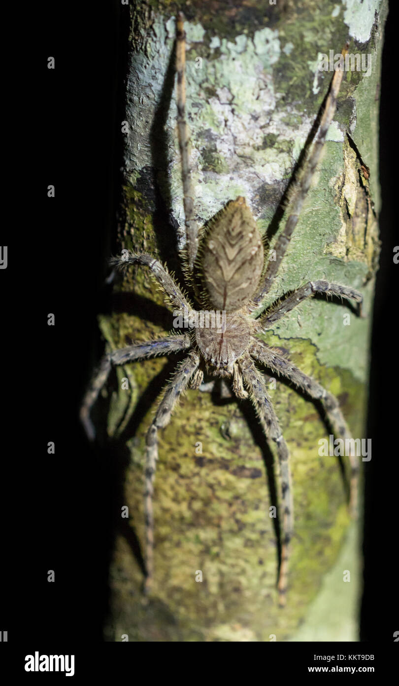 Spider at night, Taman Negara National Park, Malaysia Stock Photo - Alamy