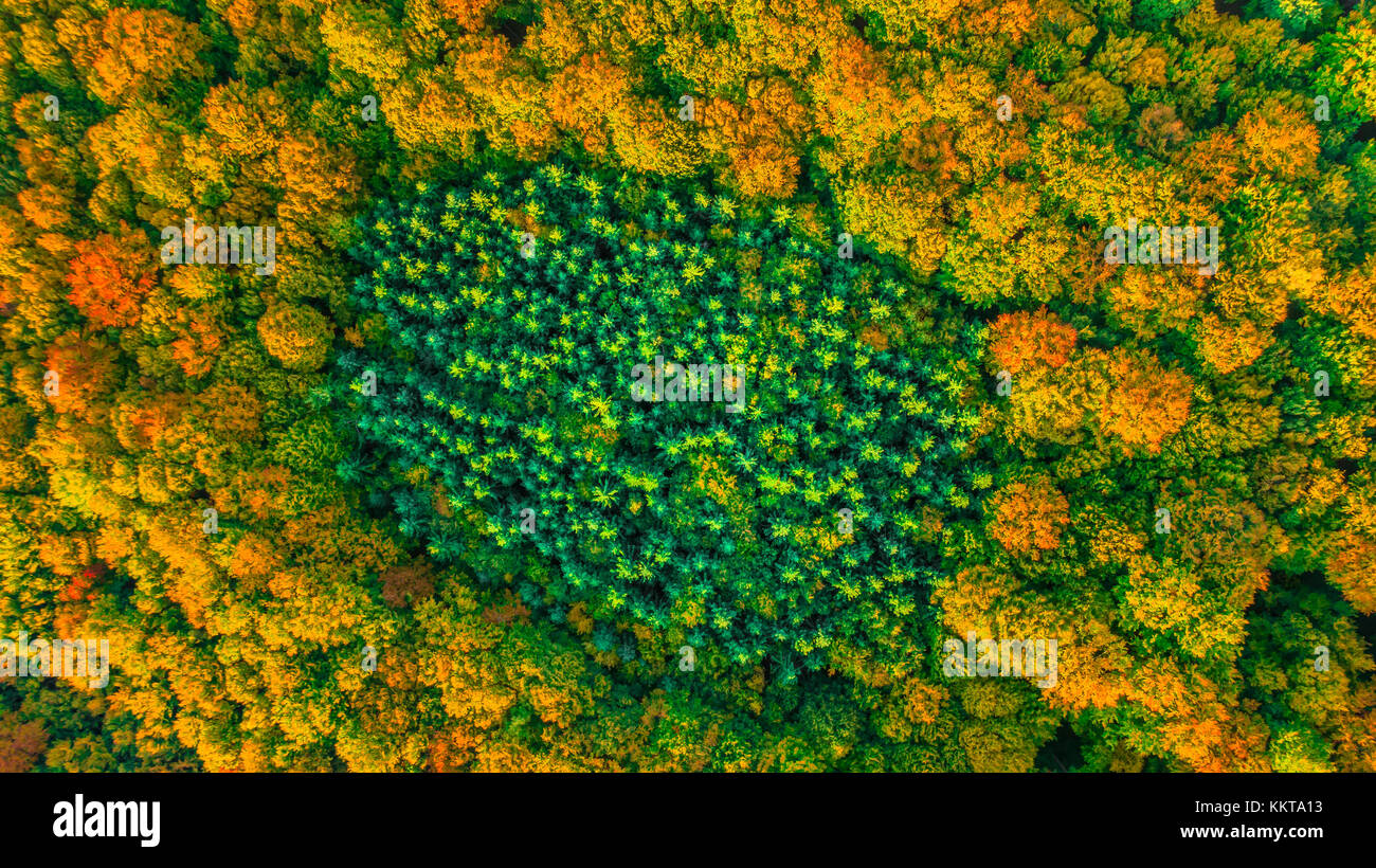 Coniferous evergreen forest completely surrounded by deciduous forest ...