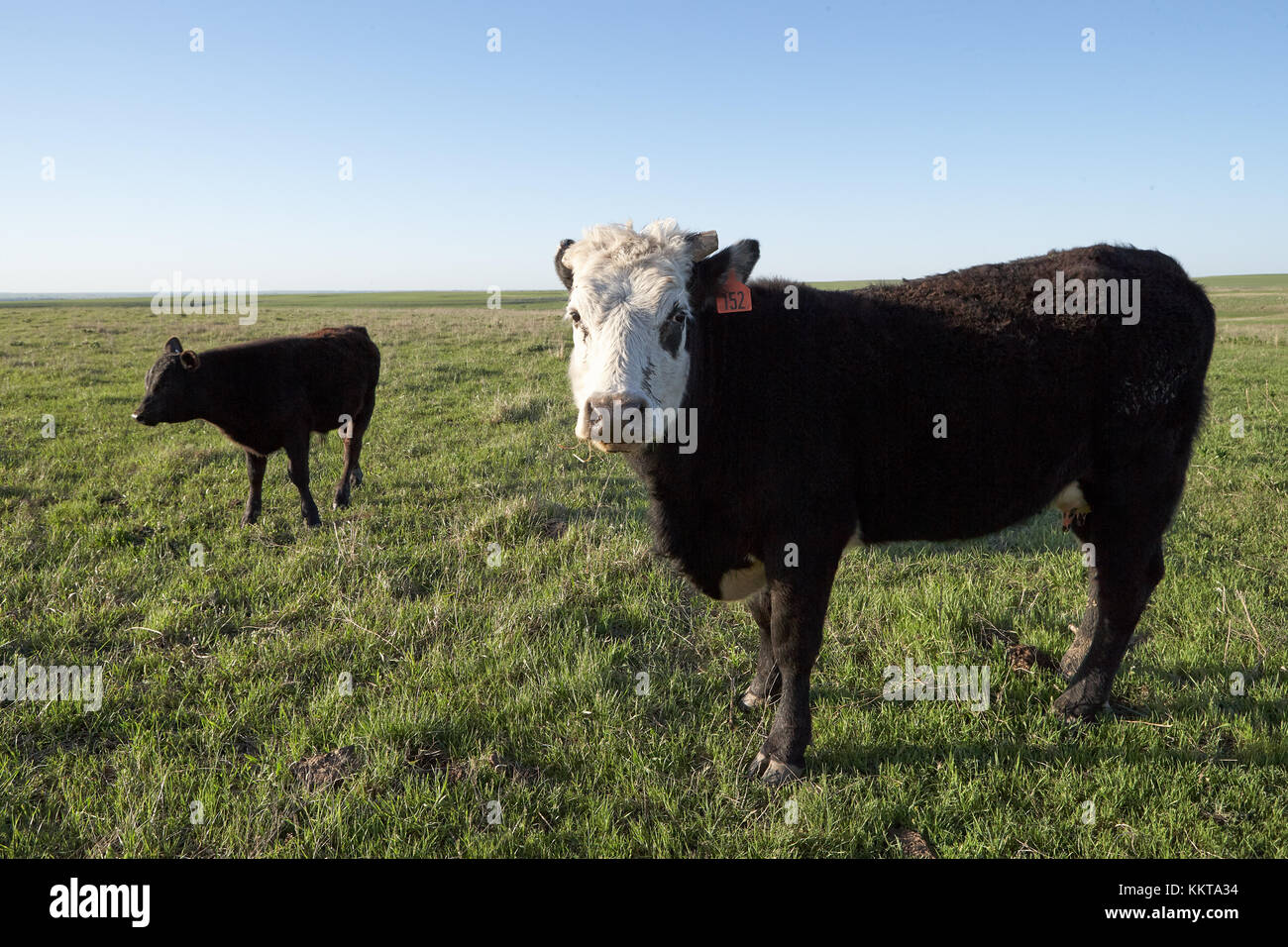 Light green flint hi-res stock photography and images - Alamy